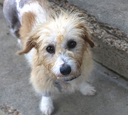 Mansfield, MA - Maltese/Cairn Terrier. Meet Sophia a Pet for Adoption ...