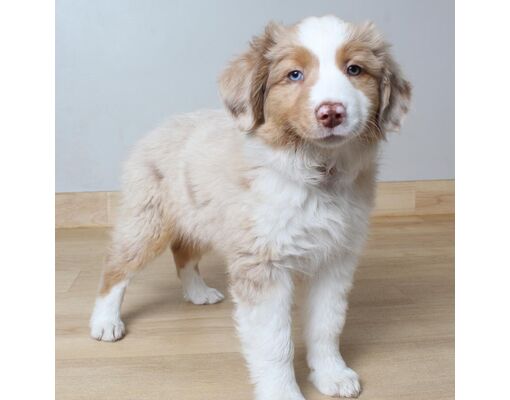 Minnetonka, MN - Australian Shepherd. Meet Wave D15986 a Pet for ...