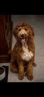 Tampa, FL - Goldendoodle. Meet Aston a Pet for Adoption - AdoptaPet.com