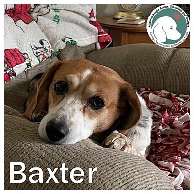 Novi, MI - Beagle/Basset Hound. Meet Baxter a Pet for Adoption ...