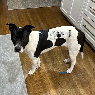 HAGERSTOWN, MD - Akita/Jack Russell Terrier. Meet CHANCE a Pet for ...