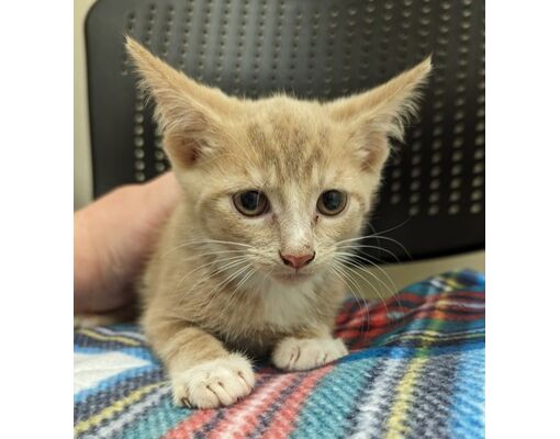 Hamilton, OH - Domestic Shorthair/Mixed Breed (Medium). Meet Tempeh a ...