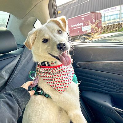 Los Angeles, CA - Labrador Retriever/Jindo. Meet Dugger (HDS) a Pet for ...