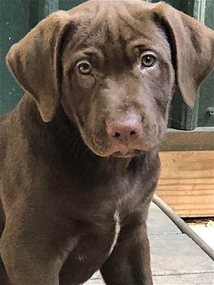 Kansas City, MO - Labrador Retriever. Meet Minnie a Pet for Adoption ...