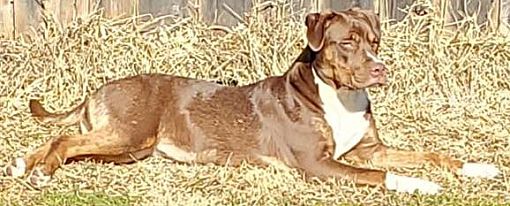 PLANO, TX - Catahoula Leopard Dog. Meet Sofia a Pet for Adoption ...