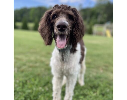 Cumming, GA - Poodle (Standard). Meet Kobe 20366 a Pet for Adoption ...