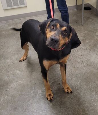 Lancaster, PA - Hound (Unknown Type). Meet Miguel a Pet for Adoption ...