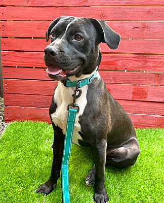 Bellevile, NJ - Staffordshire Bull Terrier. Meet Sydney Ranger ...