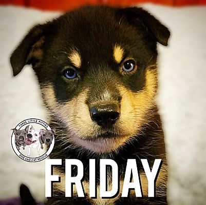 Portland, OR - Husky. Meet Friday Week a Pet for Adoption - AdoptaPet.com