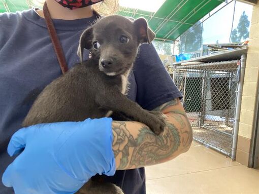 Chula Vista, CA - Chihuahua. Meet PIXIE a Pet for Adoption - AdoptaPet.com