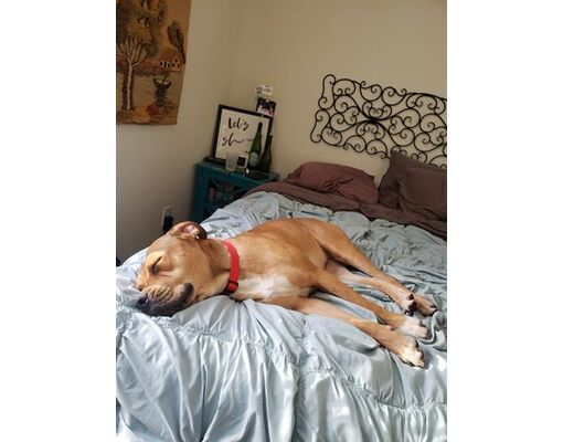 Dallas, TX - American Pit Bull Terrier. Meet CANELA a Pet for Adoption ...