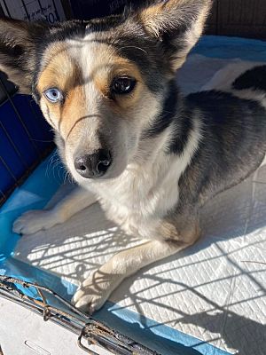 Plymouth, MN - Corgi/Border Collie. Meet Chiklet a Pet for Adoption ...