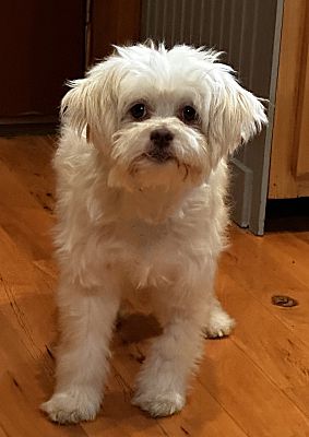 Hayesville, NC - Maltese. Meet Millie a Pet for Adoption - AdoptaPet.com