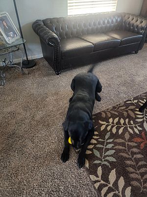 Gilbert, AZ - Labrador Retriever. Meet Gru a Pet for Adoption ...