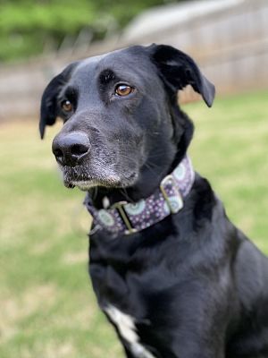 Jackson, GA - Labrador Retriever/Border Collie. Meet Sage a Pet for ...