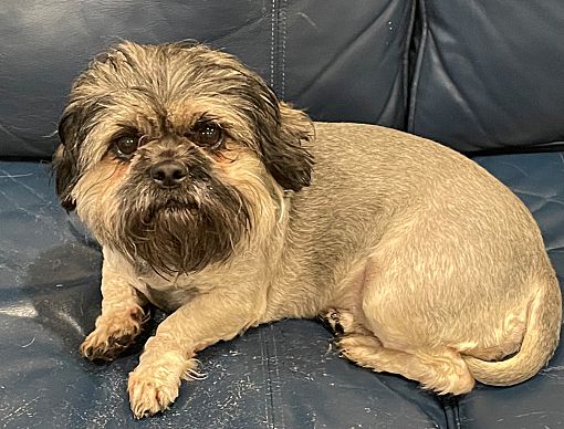 Aurora, IL - Shih Tzu. Meet Tessie a Pet for Adoption - AdoptaPet.com