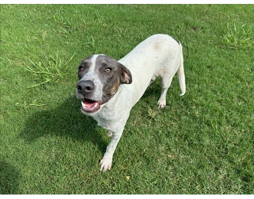 Grovetown, GA - Pointer. Meet BOOMER a Pet for Adoption - AdoptaPet.com