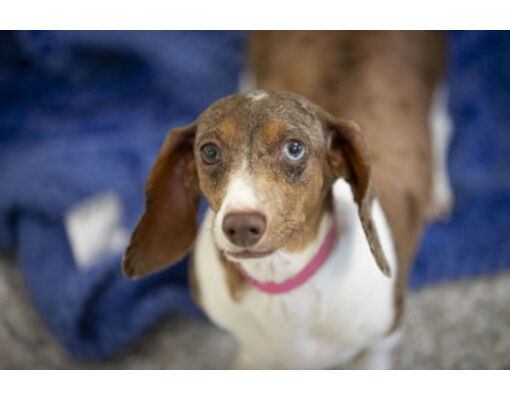 Colorado Springs, CO - Miniature Dachshund. Meet Isla a Pet for ...