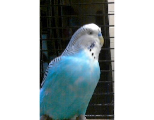 Fayetteville, NC - Parakeet - Other. Meet A414841 a Pet for Adoption ...