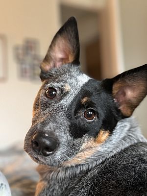 Fort Mill, SC - Australian Cattle Dog. Meet Janine a Pet for Adoption ...