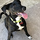 Collie Puppies - Collie Rescue and Adoption Near You