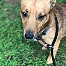 Corgi Puppies - Corgi Rescue and Adoption Near You