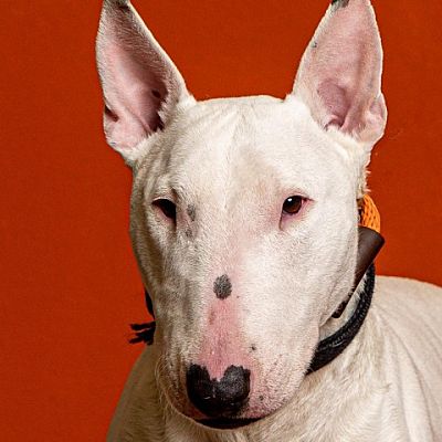 Westminster, CA - Bull Terrier. Meet Chico a Pet for Adoption ...