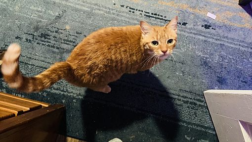 Wilson, NC - Tabby. Meet Squeak a Pet for Adoption - AdoptaPet.com