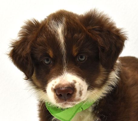 Springfield, OH - Australian Shepherd. Meet Virgo a Pet for Adoption ...
