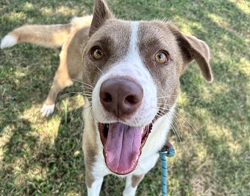 Houston, TX - Siberian Husky. Meet Freya a Pet for Adoption - AdoptaPet.com