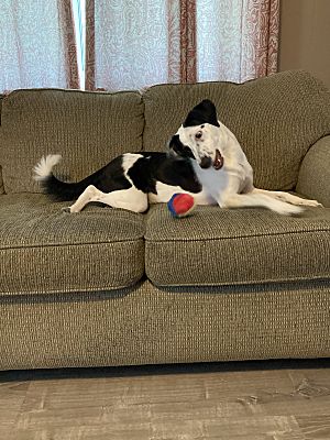 Saint Louis, MO - Australian Shepherd/Pointer. Meet Kari a Pet for ...