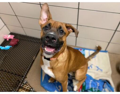 Fort Wayne, IN - Boxer/German Shepherd Dog. Meet BOOMER a Pet for ...