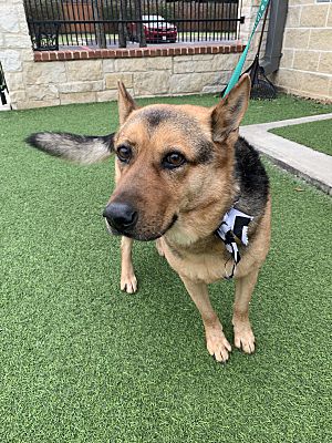 Seattle, WA - German Shepherd Dog. Meet Max a Pet for Adoption ...