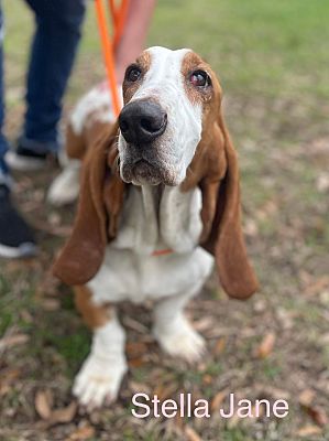 Mandeville, LA - Basset Hound. Meet STELLA JANE a Pet for Adoption ...