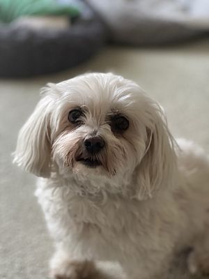 Lawrence, KS - Rat Terrier/Maltese. Meet Heidi & Sophie a Pet for ...