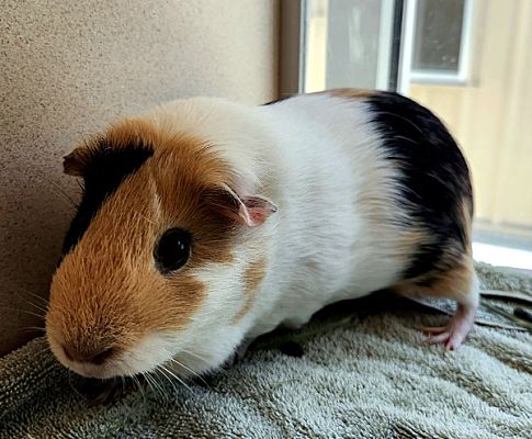 Monterey, CA - Guinea Pig. Meet Rita a Pet for Adoption - AdoptaPet.com