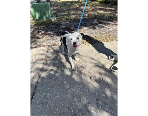 Land O'Lakes, FL - Border Collie. Meet CLAIRE a Pet for Adoption ...