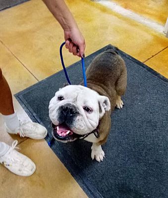 Austin, MN - English Bulldog. Meet Pablo (no more applications) a Pet ...
