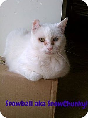 Simi Valley, CA - Domestic Shorthair. Meet Snowball a Pet for Adoption ...