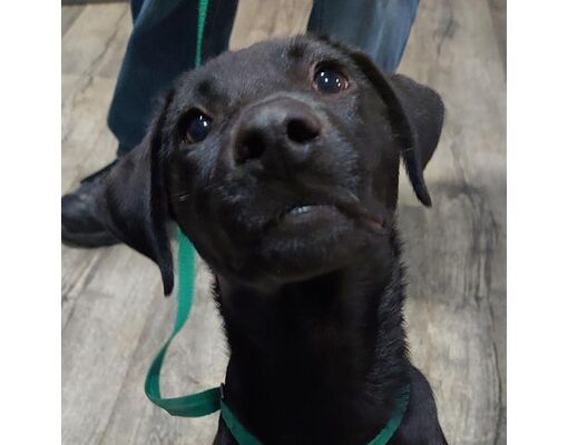 Cincinnati, OH - Labrador Retriever/Mixed Breed (Medium). Meet Howl JJ ...