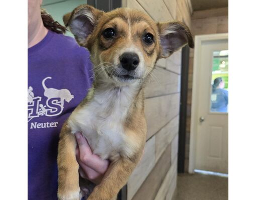 Columbia, MO - Mixed Breed (Medium). Meet Cassiopeia a Pet for Adoption ...