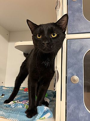 Seville, OH - Domestic Shorthair. Meet Cat Noir a Pet for Adoption ...