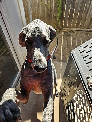 Austin, TX - Poodle (Standard). Meet Buddy a Pet for Adoption ...