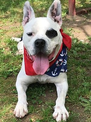 Voorhees, NJ - American Bulldog. Meet Petey a Pet for Adoption ...