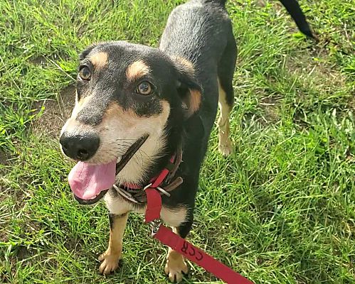 Wilmington, NC - Hound (Unknown Type). Meet HEBREW a Pet for Adoption ...