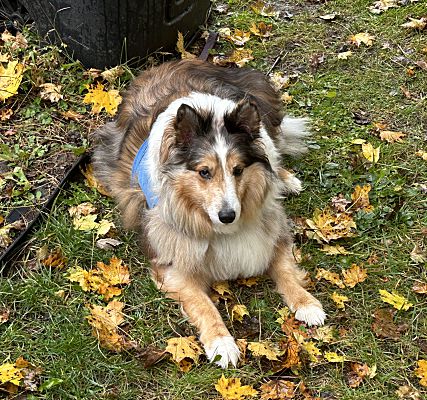 New Castle, PA - Sheltie, Shetland Sheepdog. Meet Rusty a Pet for ...
