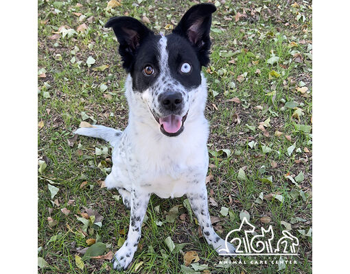 Irvine, CA - Australian Cattle Dog. Meet SHASTA a Pet for Adoption ...