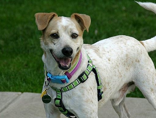 Dallas, TX - Jack Russell Terrier/Pointer. Meet Chewbacca (Chewy) a Pet ...