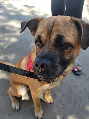 San Diego, CA - Chow Chow/Pug. Meet Gumbo a Pet for Adoption ...