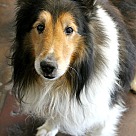Collie Puppies - Collie Rescue and Adoption Near You